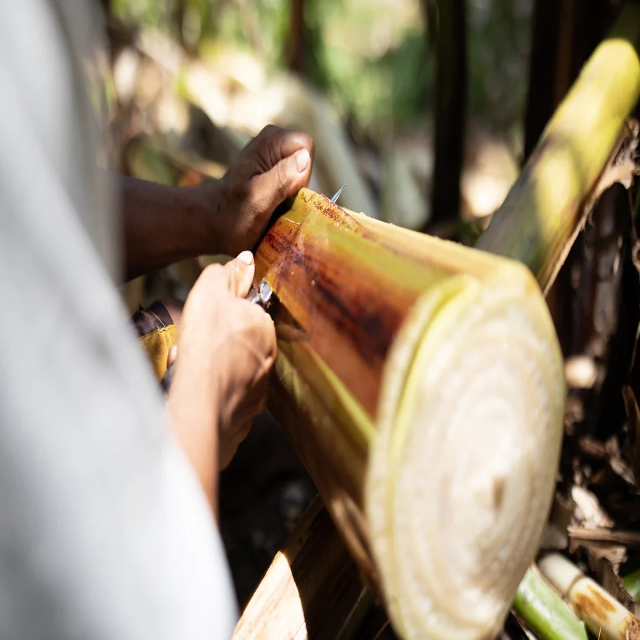This new technical fabric replaces polyester with banana plants - Fast ...