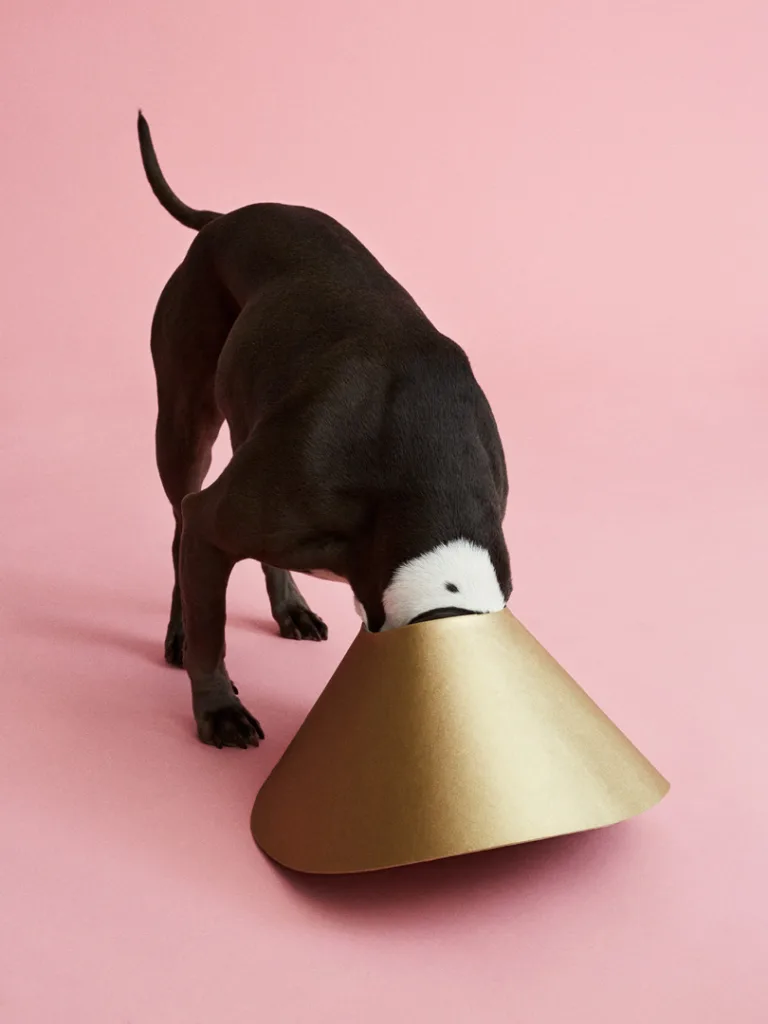See 11 dogs rocking fabulous cones of shame - Fast Company