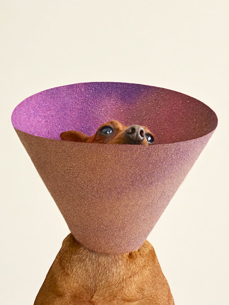 See 11 dogs rocking fabulous cones of shame - Fast Company