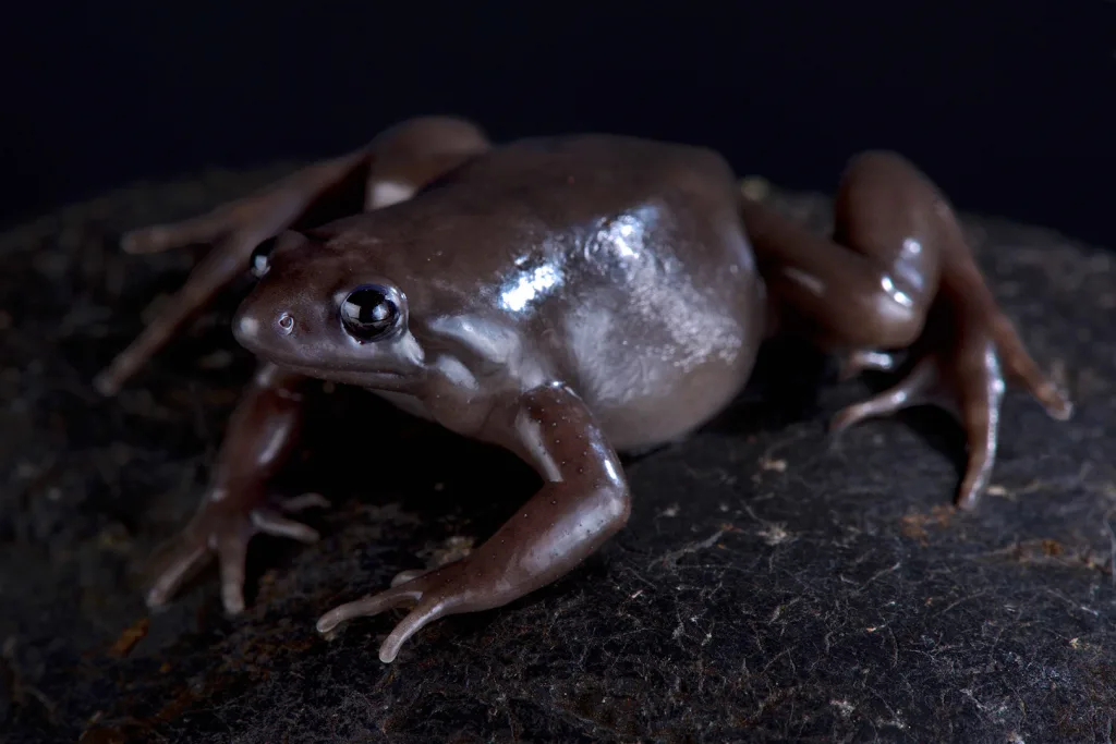 Check out these gorgeous rare amphibians, because they might soon be ...