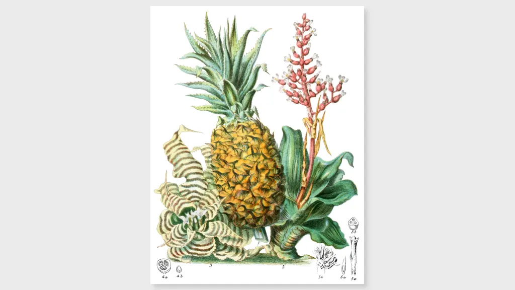 See the rare drawings of a 19th-century female botanist, remastered for ...