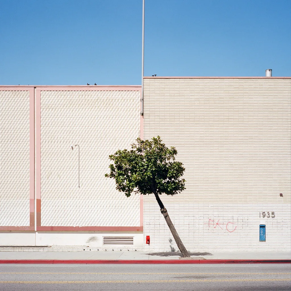 These photos of trees surviving in cities are hopeful and heartbreaking ...