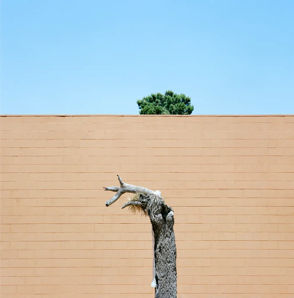 These photos of trees surviving in cities are hopeful and heartbreaking ...