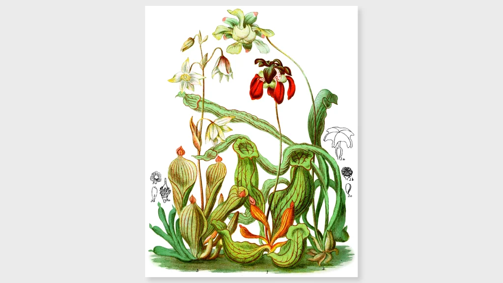 See the rare drawings of a 19th-century female botanist, remastered for ...