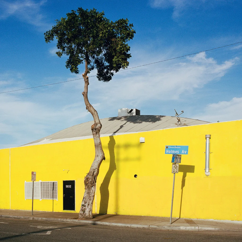 These photos of trees surviving in cities are hopeful and heartbreaking ...