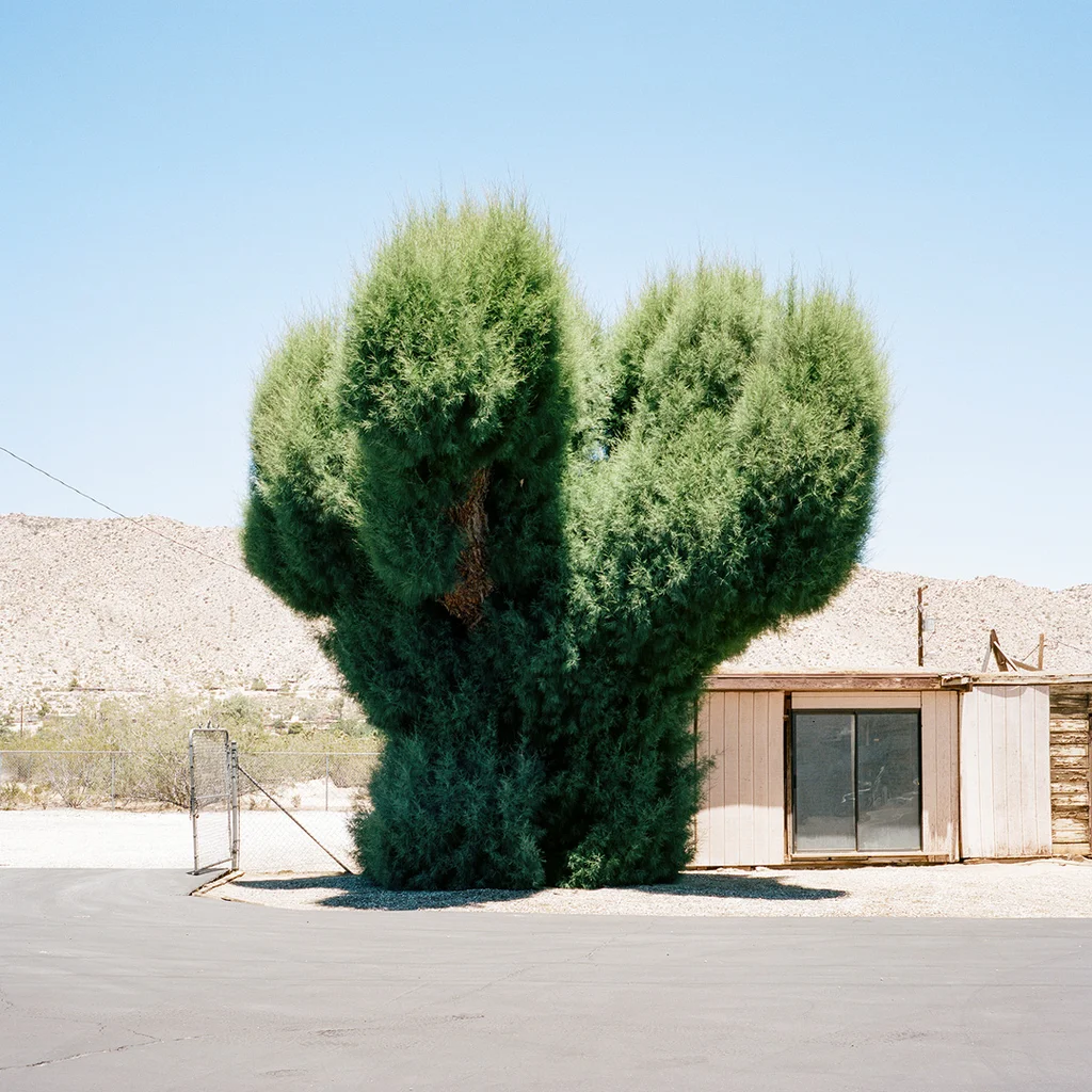 These photos of trees surviving in cities are hopeful and heartbreaking ...