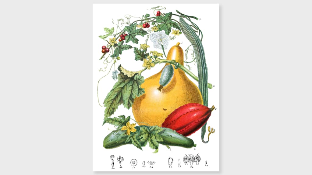 See the rare drawings of a 19th-century female botanist, remastered for ...