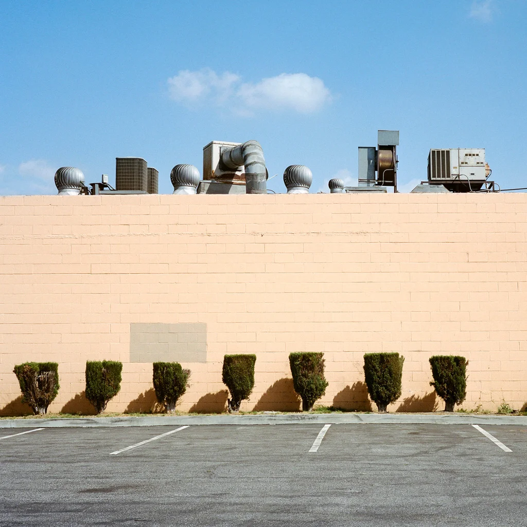 These photos of trees surviving in cities are hopeful and heartbreaking ...