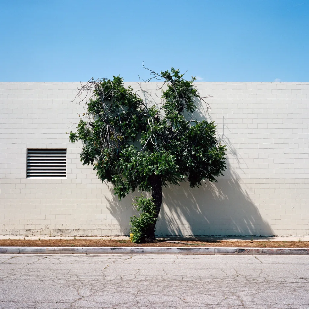 These photos of trees surviving in cities are hopeful and heartbreaking ...