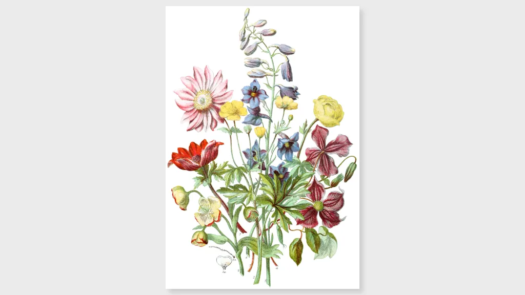 See the rare drawings of a 19th-century female botanist, remastered for ...