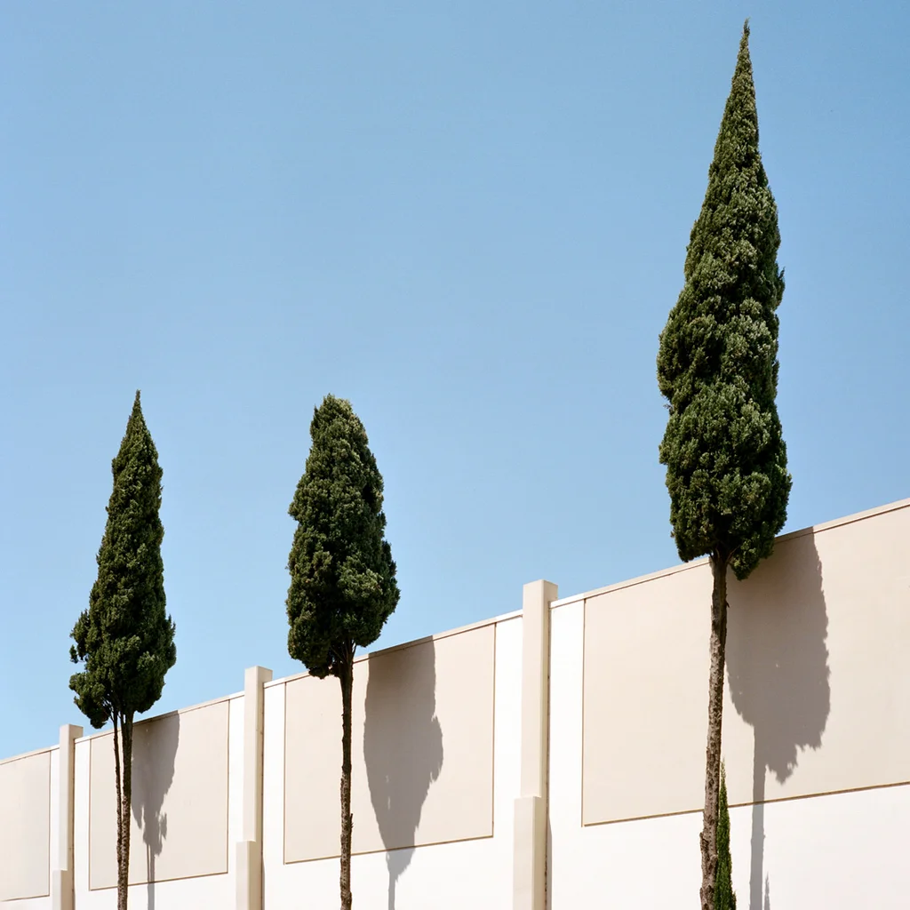 These photos of trees surviving in cities are hopeful and heartbreaking ...
