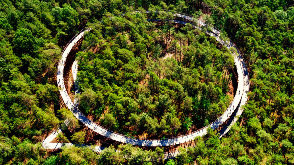 This treetop bike path takes you 30 feet up into the canopy of a forest ...