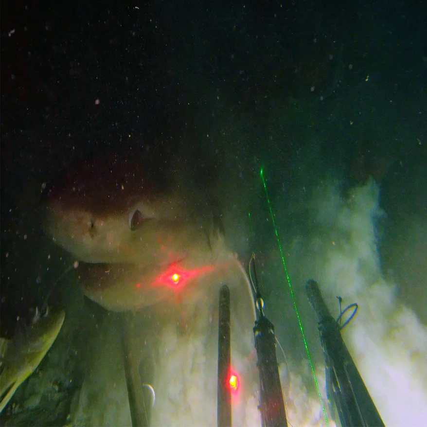 Watch this submarine play tag with a shark from the darkest depths of ...