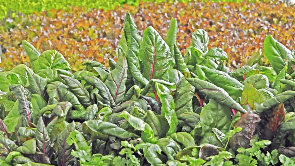 This Google Ventures-backed indoor farming startup just opened its ...