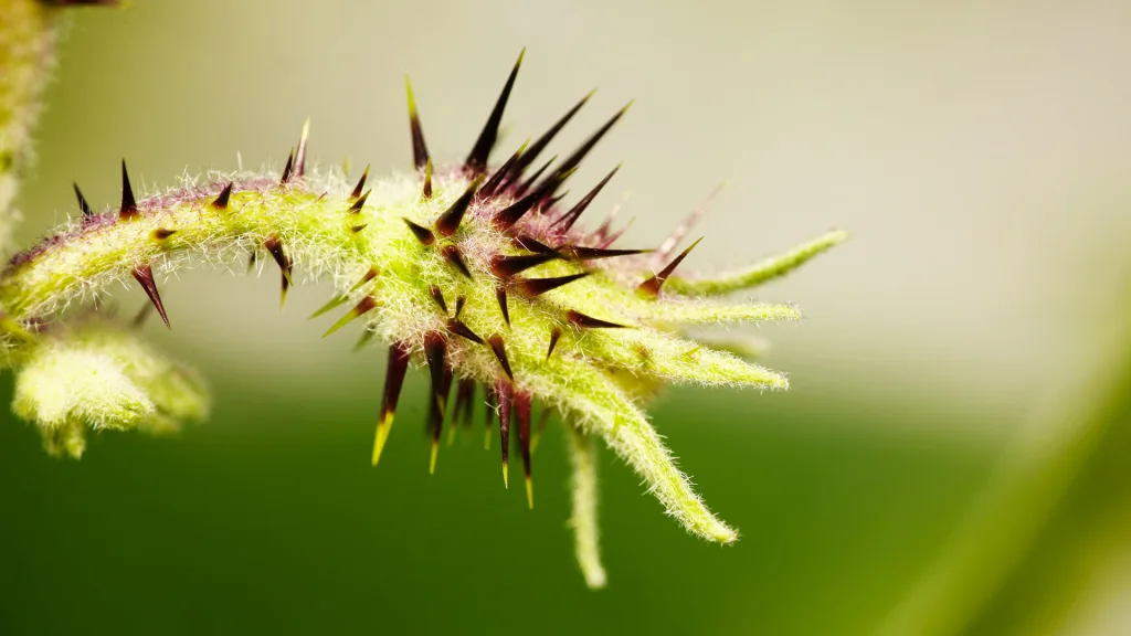 Scientists are searching the world for rare varieties of seeds that ...