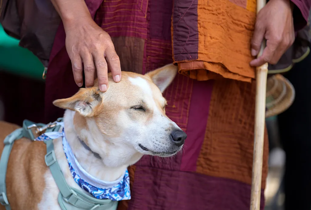 Monks walk for peace tracker: route, live map, why they're walking ...