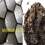 Biomimicry: Design Inspirations from Nature - Fast Company