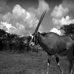 Photos Of The Year 2012 - Fast Company