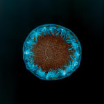 High Art: A Beautiful, Microscopic Look At Cocaine, MDMA, And Other ...