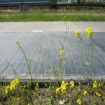 This Bike Path Paved With Solar Panels Shows That All Streets Could ...