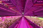 Why Chicago Is Becoming The Country’s Urban Farming Capital - Fast Company