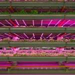 Why Chicago Is Becoming The Country’s Urban Farming Capital - Fast Company