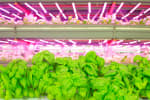 Why Chicago Is Becoming The Country’s Urban Farming Capital - Fast Company