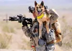 Soldier Dogs: The Four-Legged Heroes Of Iraq And Afghanistan - Fast Company
