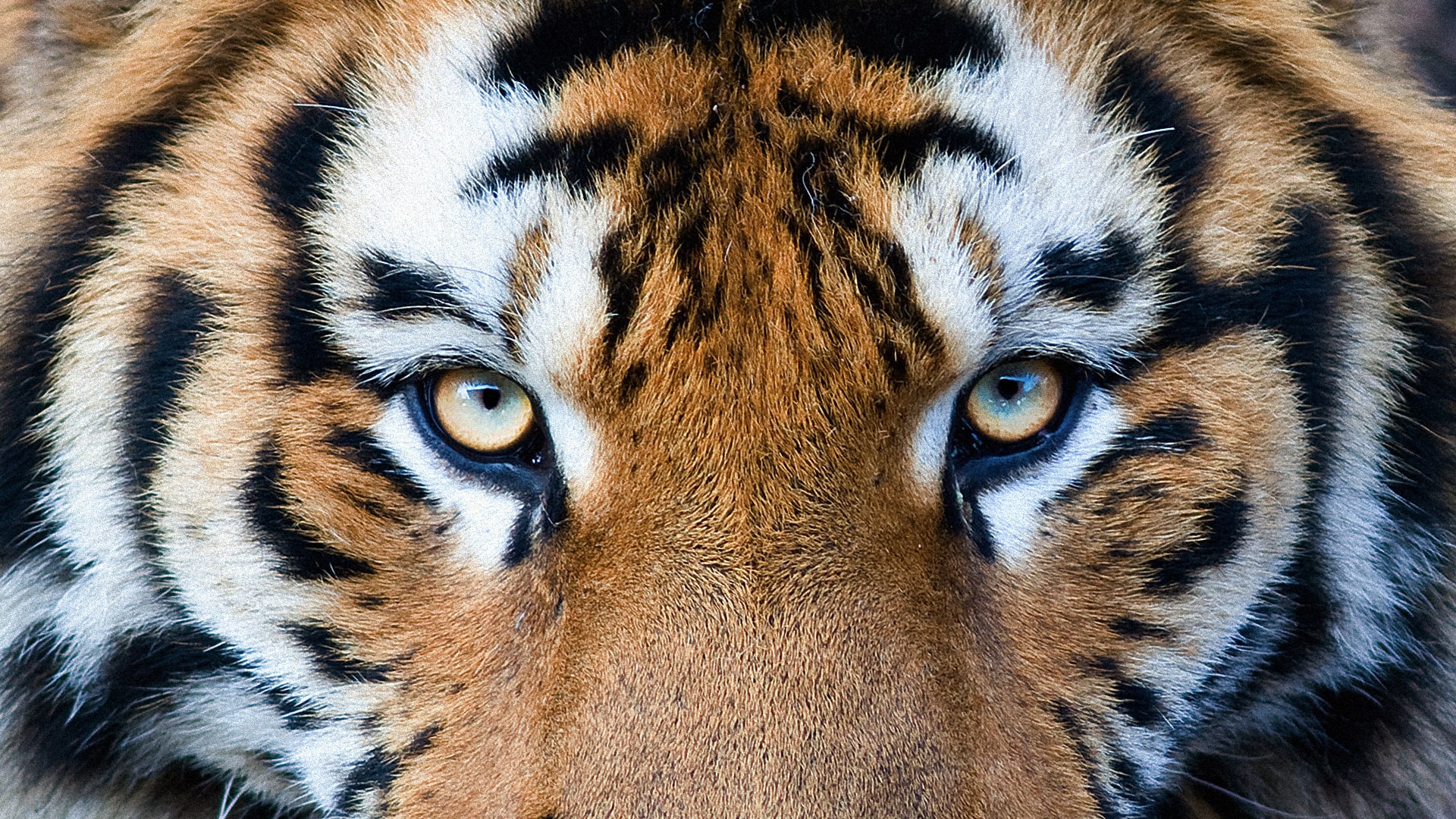 animals with face recognition