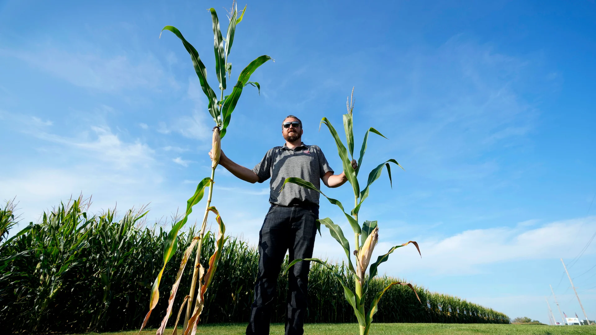 'Short corn' could take over the Midwest's cornfields - Fast Company