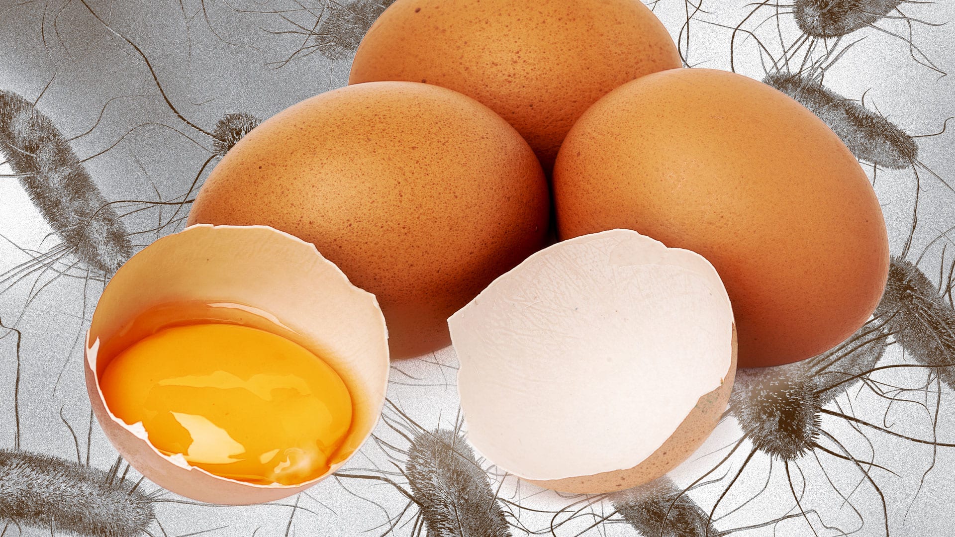 Salmonella outbreak from egg recall has now spread to 9 states- Fast ...