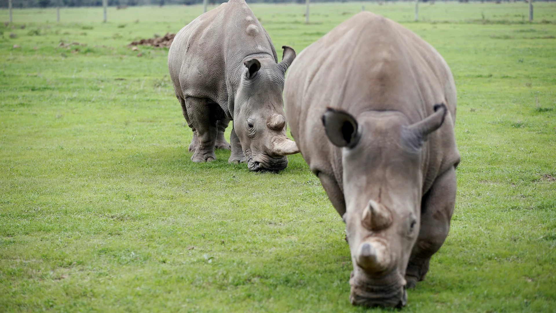 COP16: What to know about the global destruction of nature - Fast Company