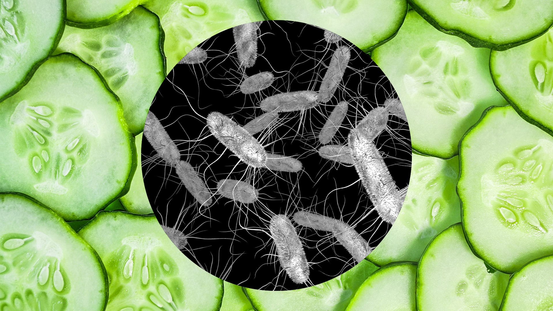 Toss these cucumbers recalled over serious Salmonella risk in 19 states ...