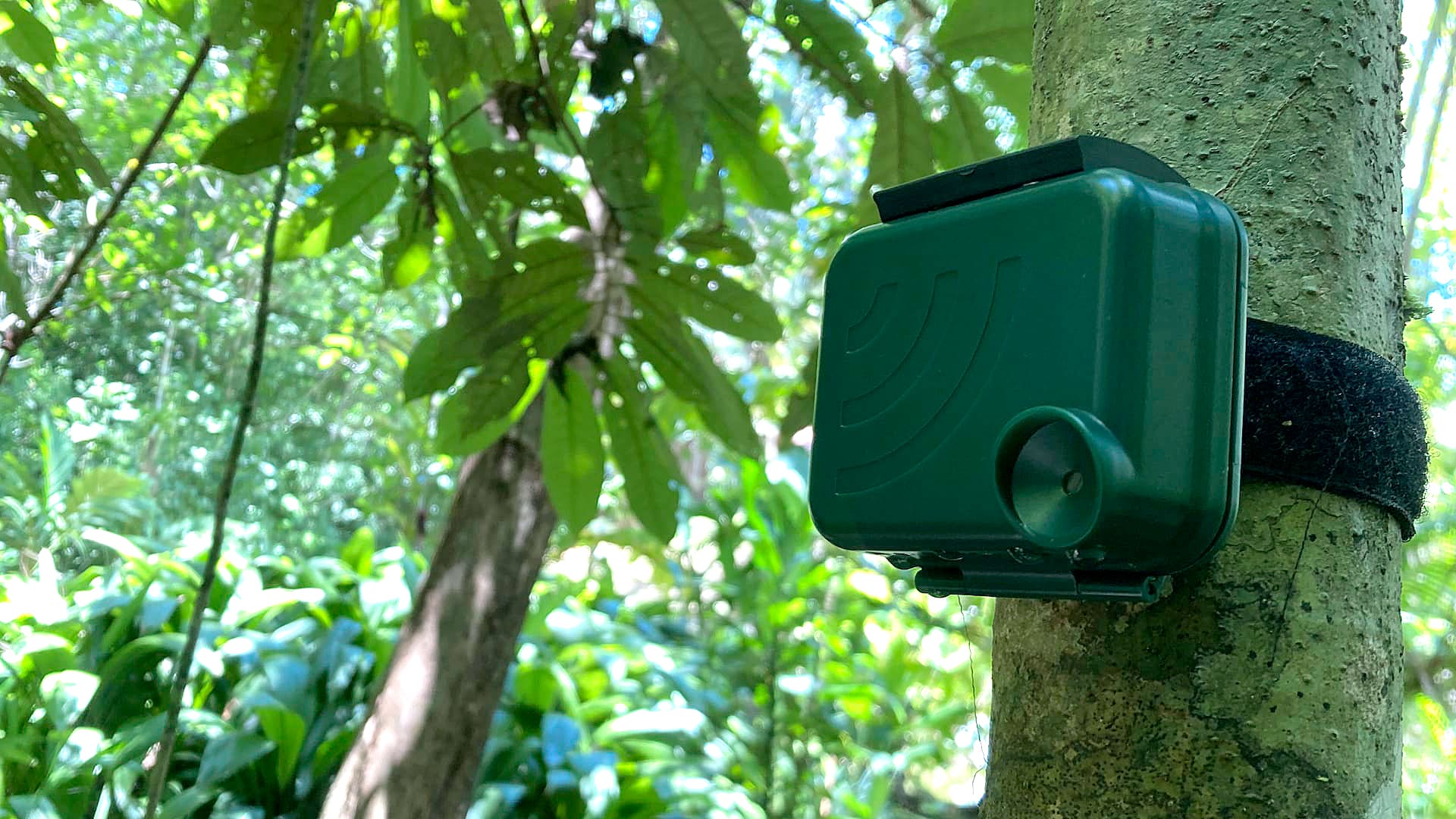 AI-assisted wildlife surveillance is eavesdropping on endangered spider ...