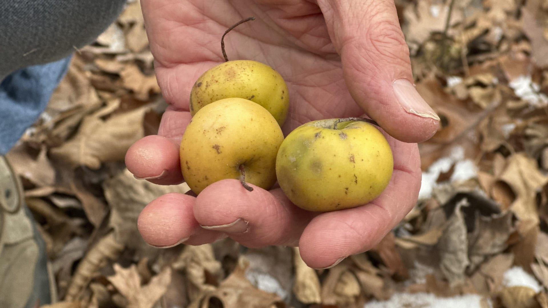 This native Michigan apple tree could hold the key to saving apples ...