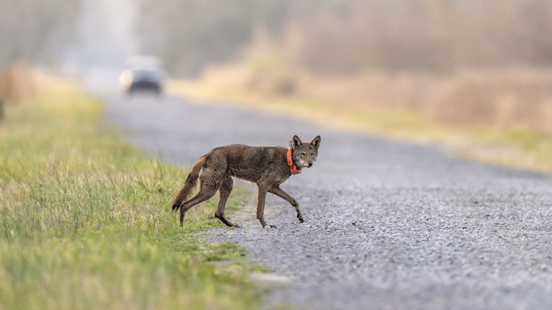 How a wildlife crossing program aims to save endangered red wolves and ...