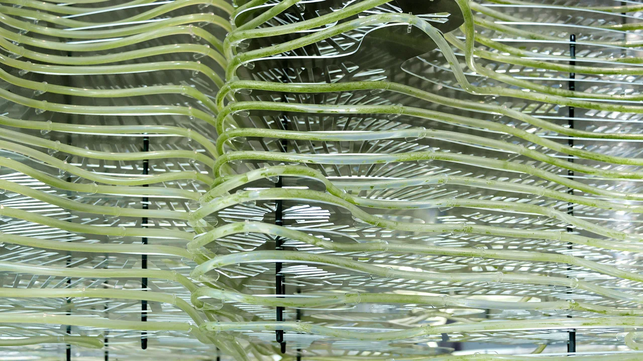 These Architects Want To Make Algae Farming Just Another Part Of Urban ...