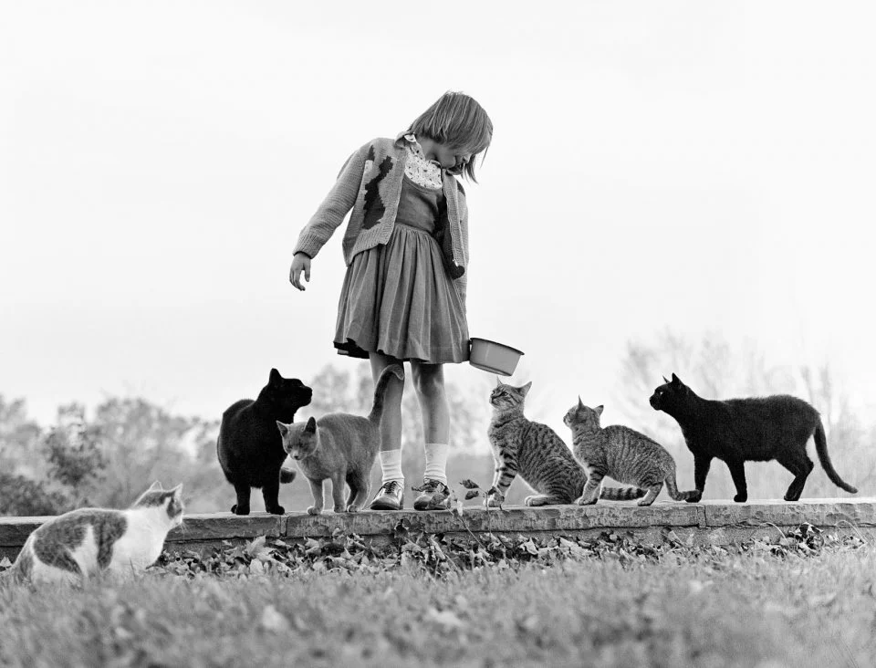 This majestic new book collects seven decades of cat photography - Fast ...