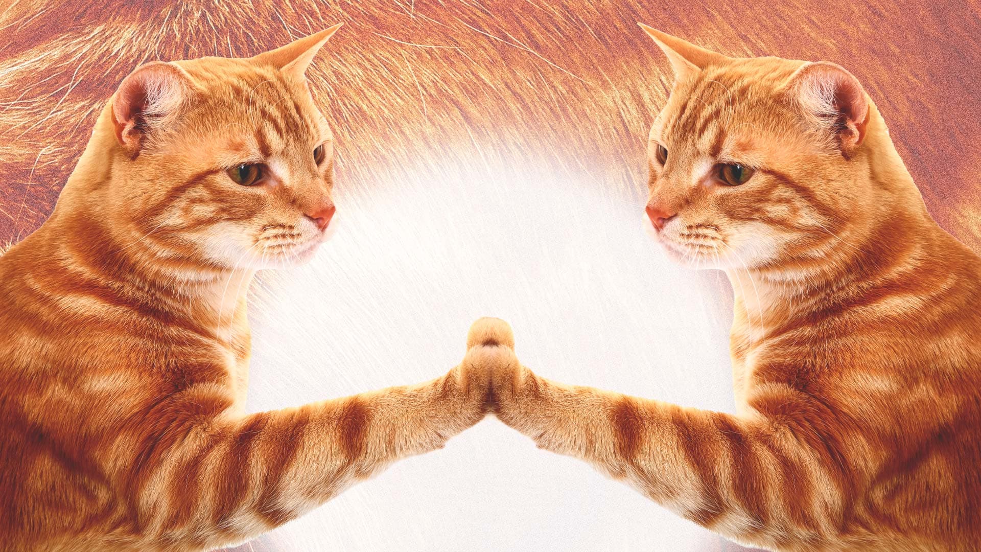 faster than a cat ltd