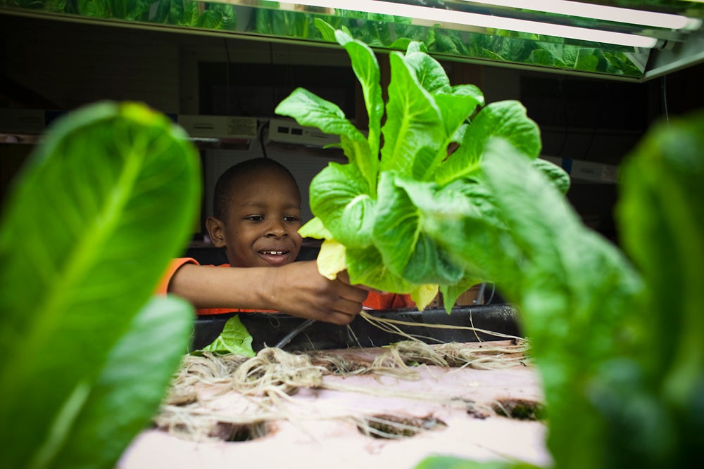 A Hydroponic Farm Grows In This Brooklyn Food Pantry - Fast Company