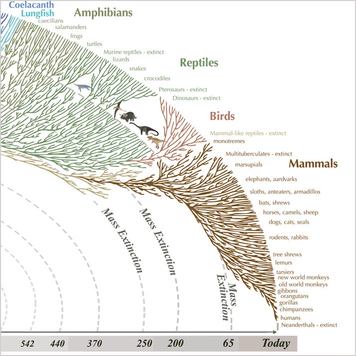 Infographic: Humans Are Just A Twig On The Tree Of Life - Fast Company