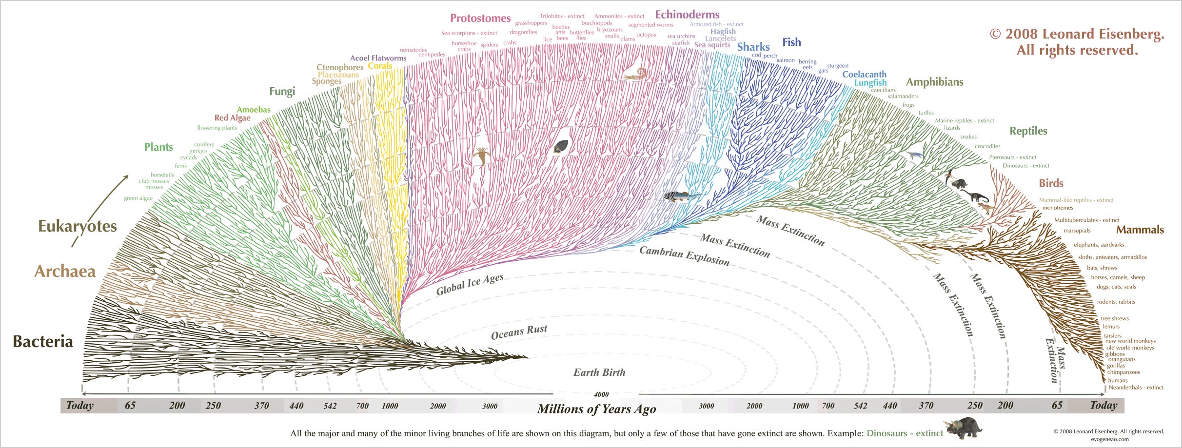 Infographic: Humans Are Just A Twig On The Tree Of Life - Fast Company