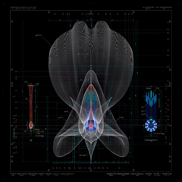 Fantastically Complex Blueprints Of Plants - Fast Company