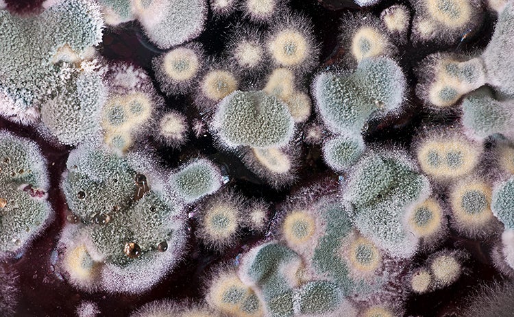 Fungus Is The Internet Of The Plant World - Fast Company