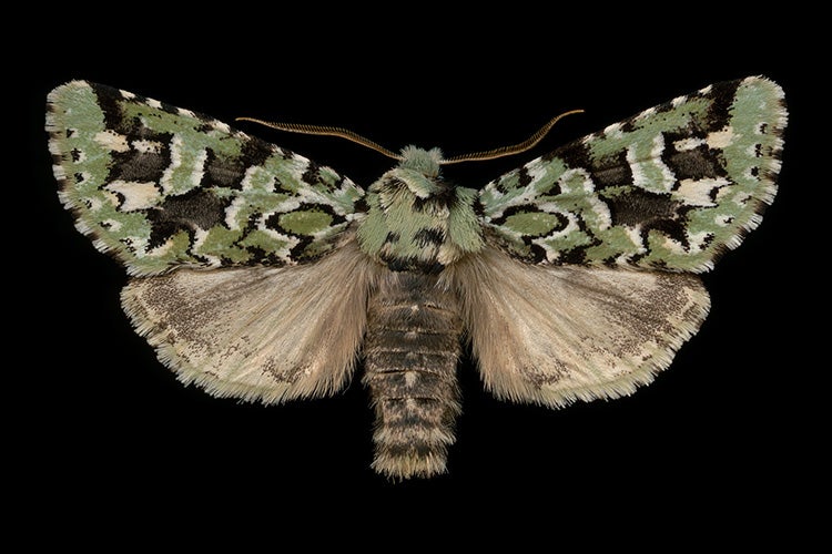 29 Portraits Showcase The Beauty Of Canadian Moths - Fast Company