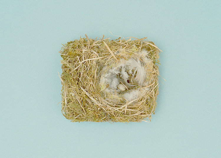 Nature's Master Architects: Look Inside Some Amazing Birds' Nests ...
