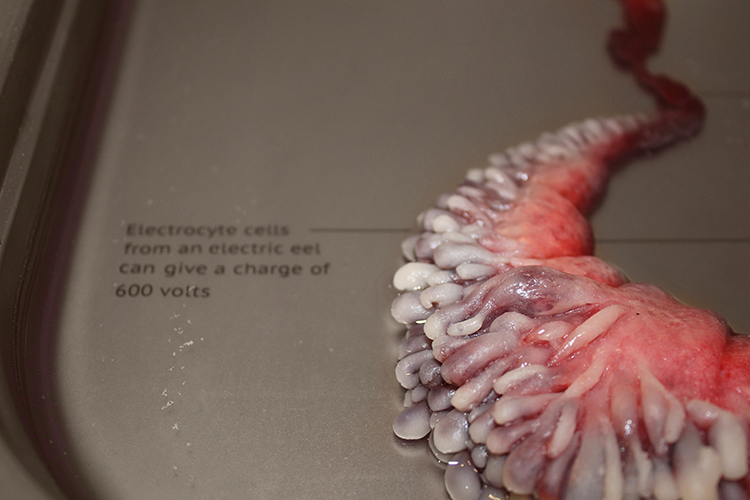 Artist Creates Human Organs From Eel, Snake, and Leech Parts - Fast Company