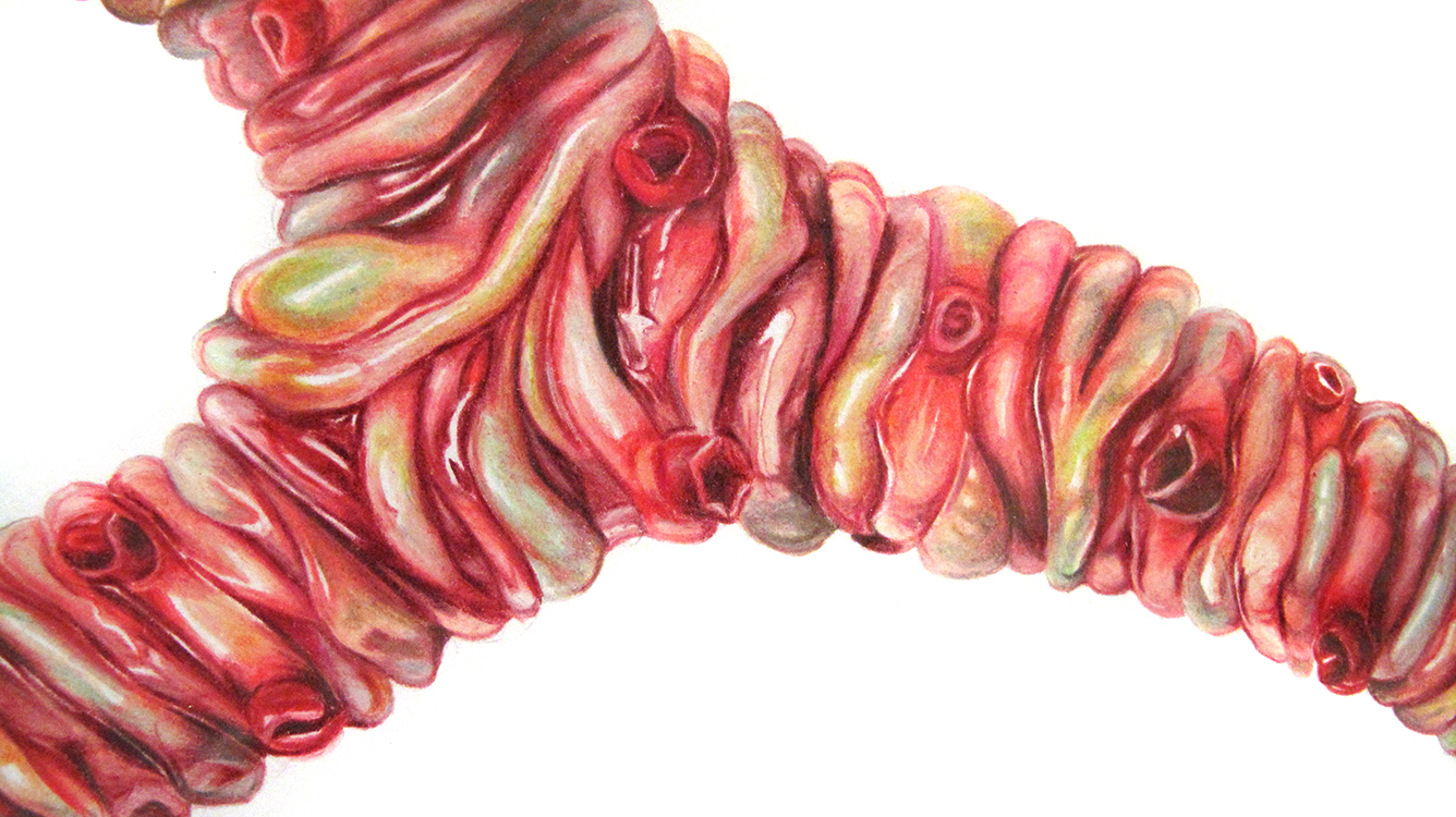 Artist Creates Human Organs From Eel, Snake, and Leech Parts - Fast Company