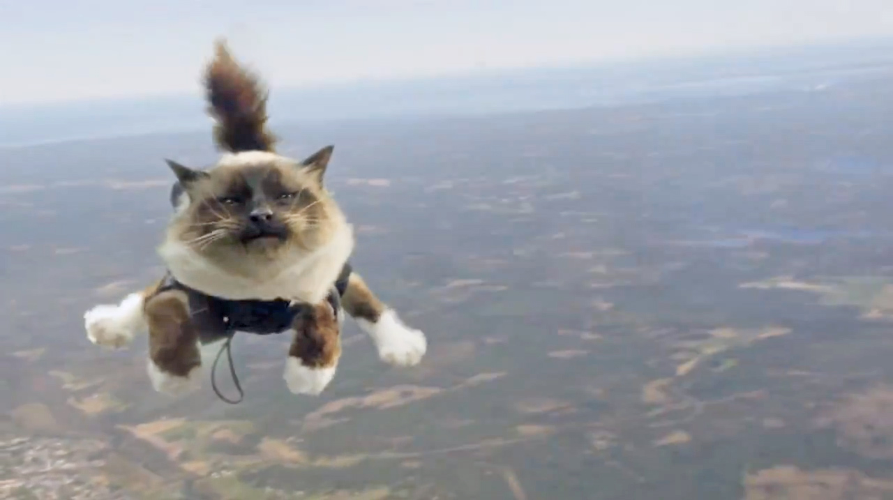 Sometimes You Have To Stop Everything And Watch Cats Skydiving to an R ...