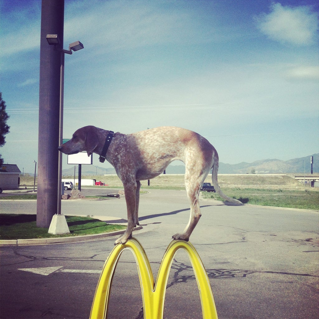 How Maddie Got On Things And Became One Of The Web's Most Adorable ...